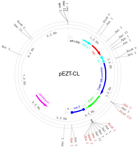 Carnegie Cell Imaging